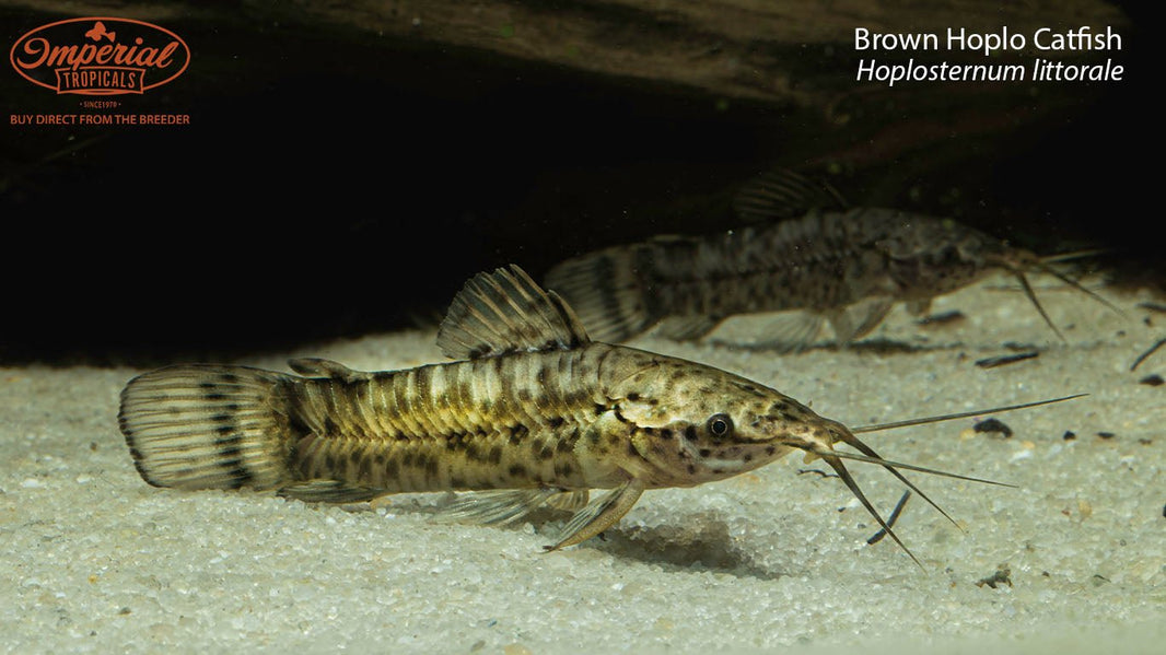 Other Catfish – Imperial Tropicals