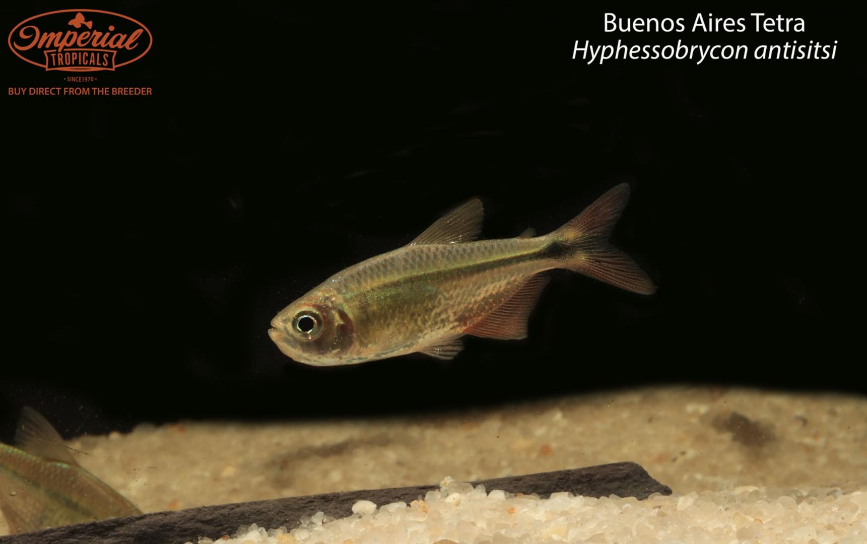 New Arrivals at Imperial Tropicals