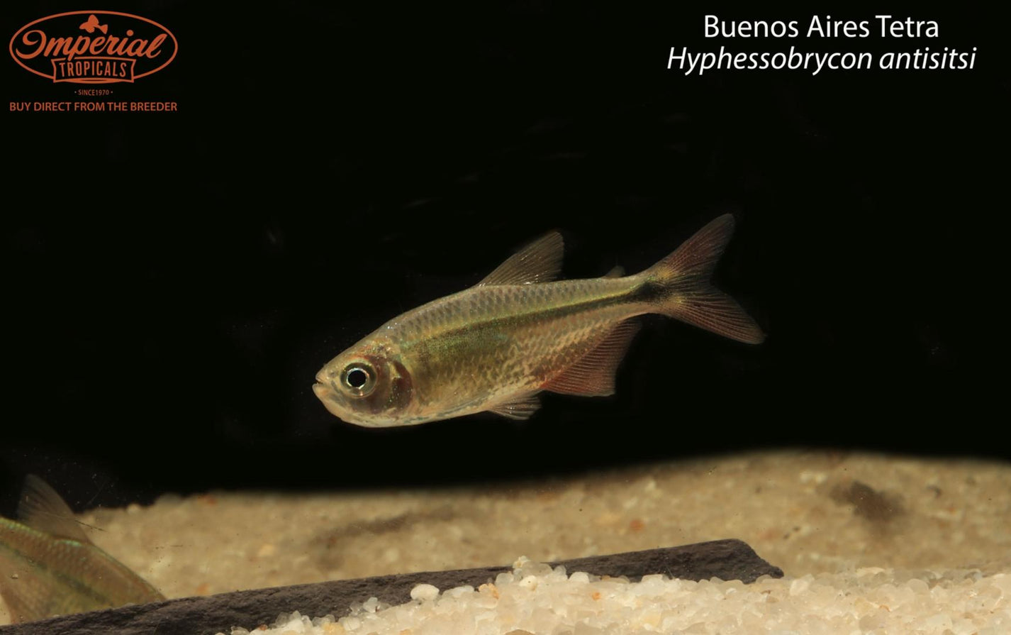 Buenos Aires Tetra – Imperial Tropicals