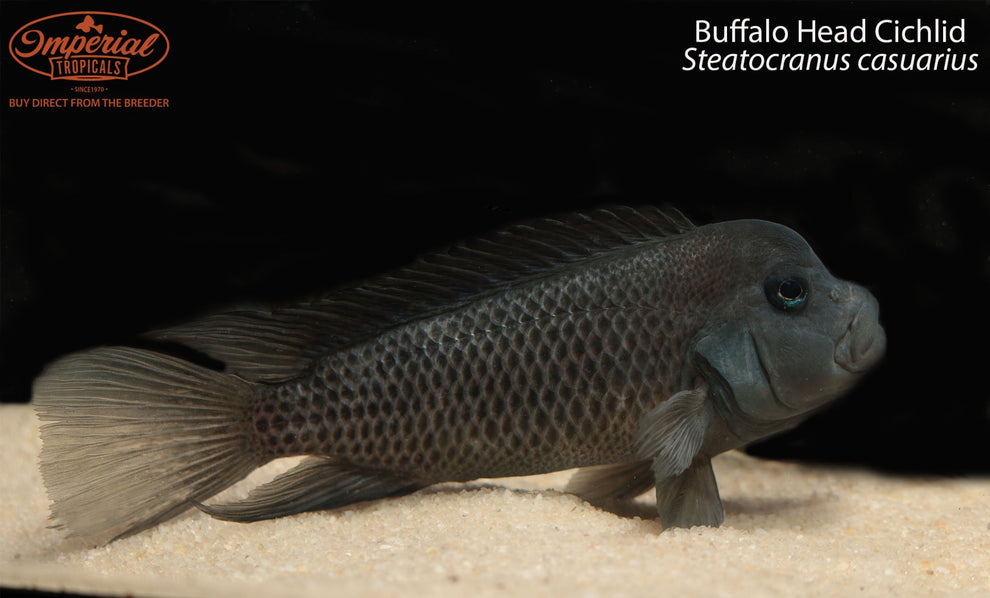 Buffalo Head Cichlid (Steatocranus casuarius) - shop Imperial Tropicals