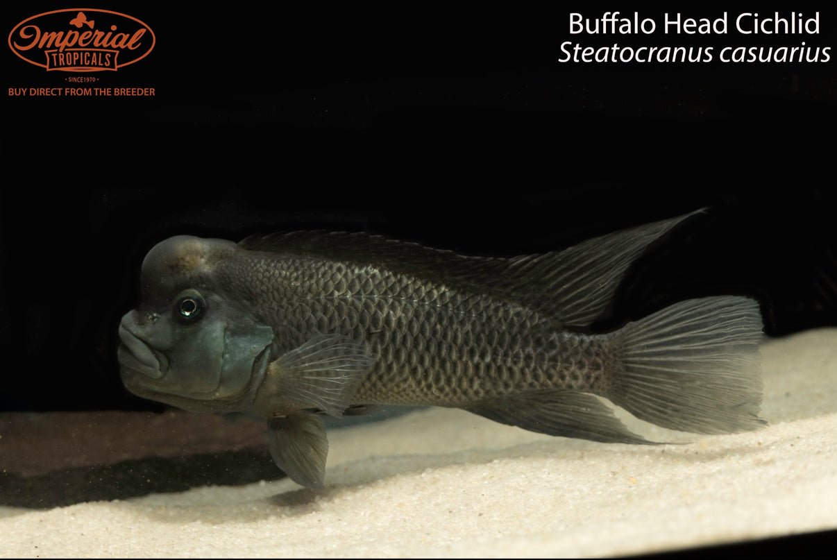 Buffalo Head Cichlid (Steatocranus casuarius) - shop Imperial Tropicals