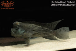 Buffalo Head Cichlid (Steatocranus casuarius) - shop Imperial Tropicals