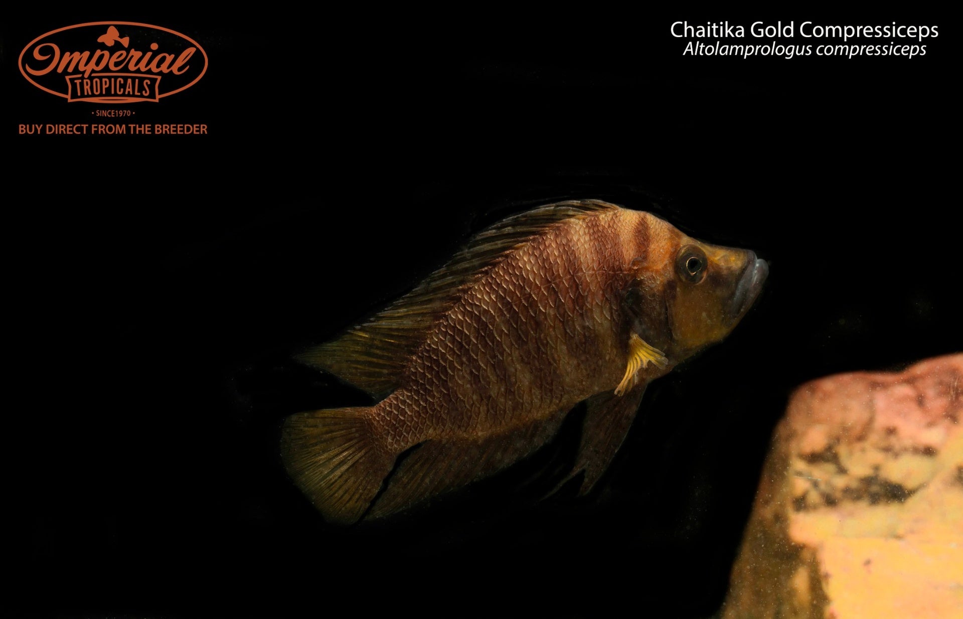 Lake Tanganyika cichlids – Imperial Tropicals