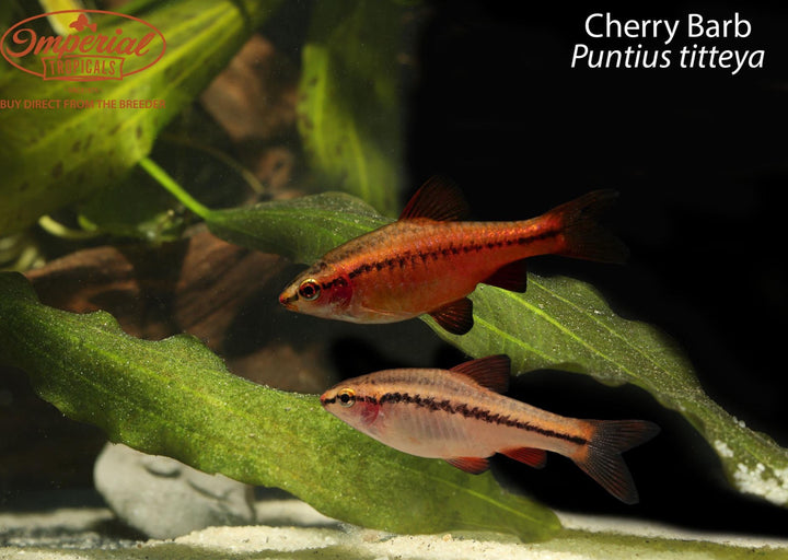 Barbs and Other Cyprinids – Imperial Tropicals