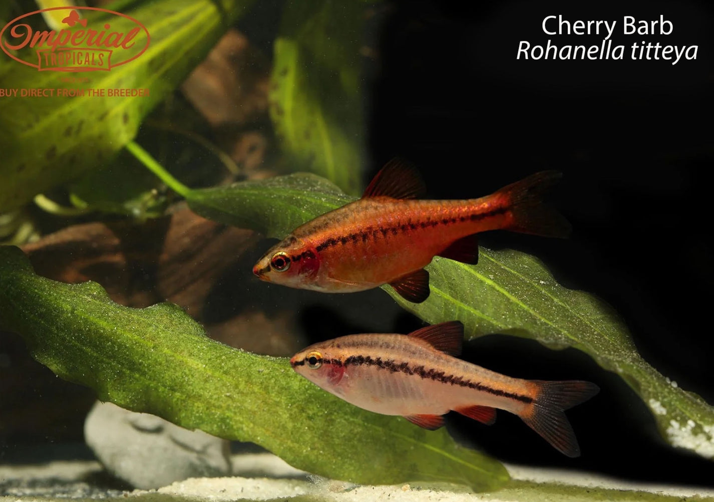 Cherry Barb (Puntius titteya) - shop Imperial Tropicals