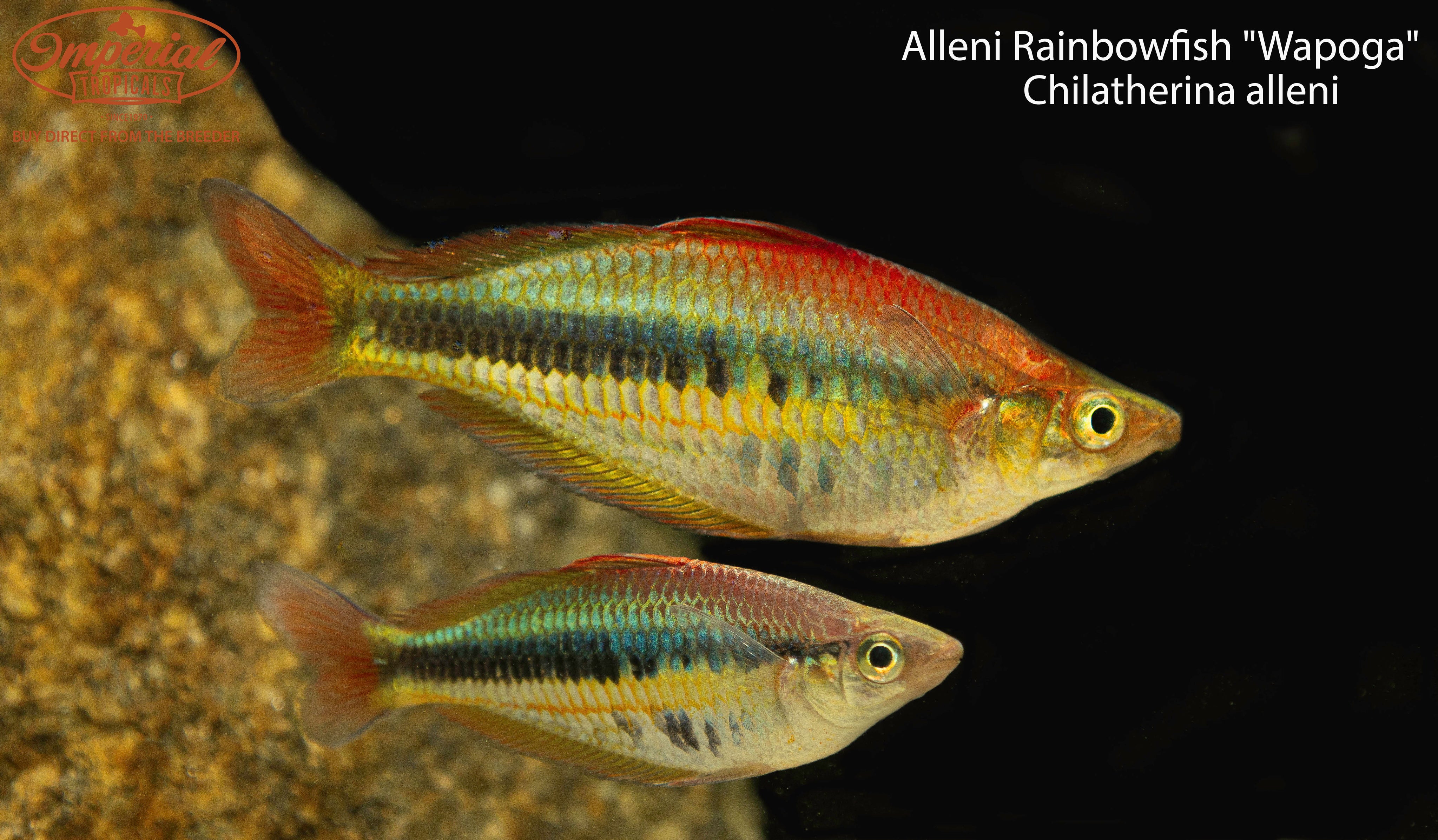 Alleni Rainbowfish "Wapoga" (Chilatherina alleni) - shop Imperial Tropicals