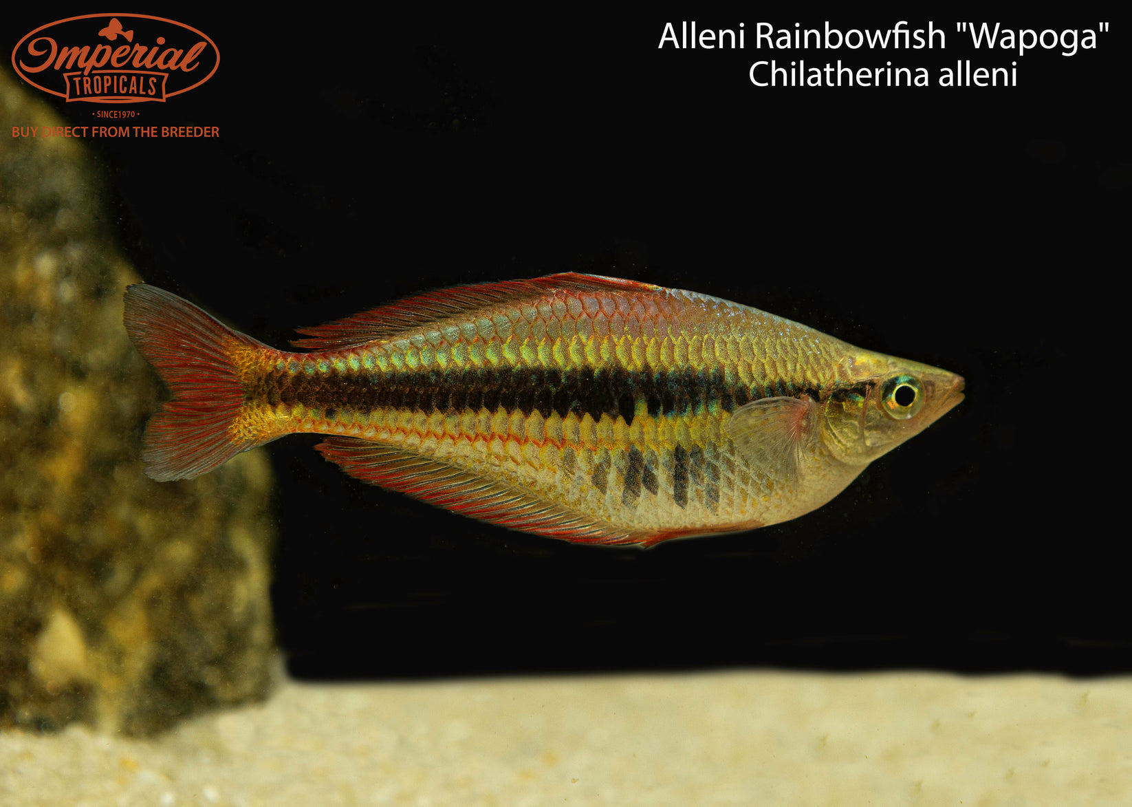 Alleni Rainbowfish "Wapoga" (Chilatherina alleni) - shop Imperial Tropicals
