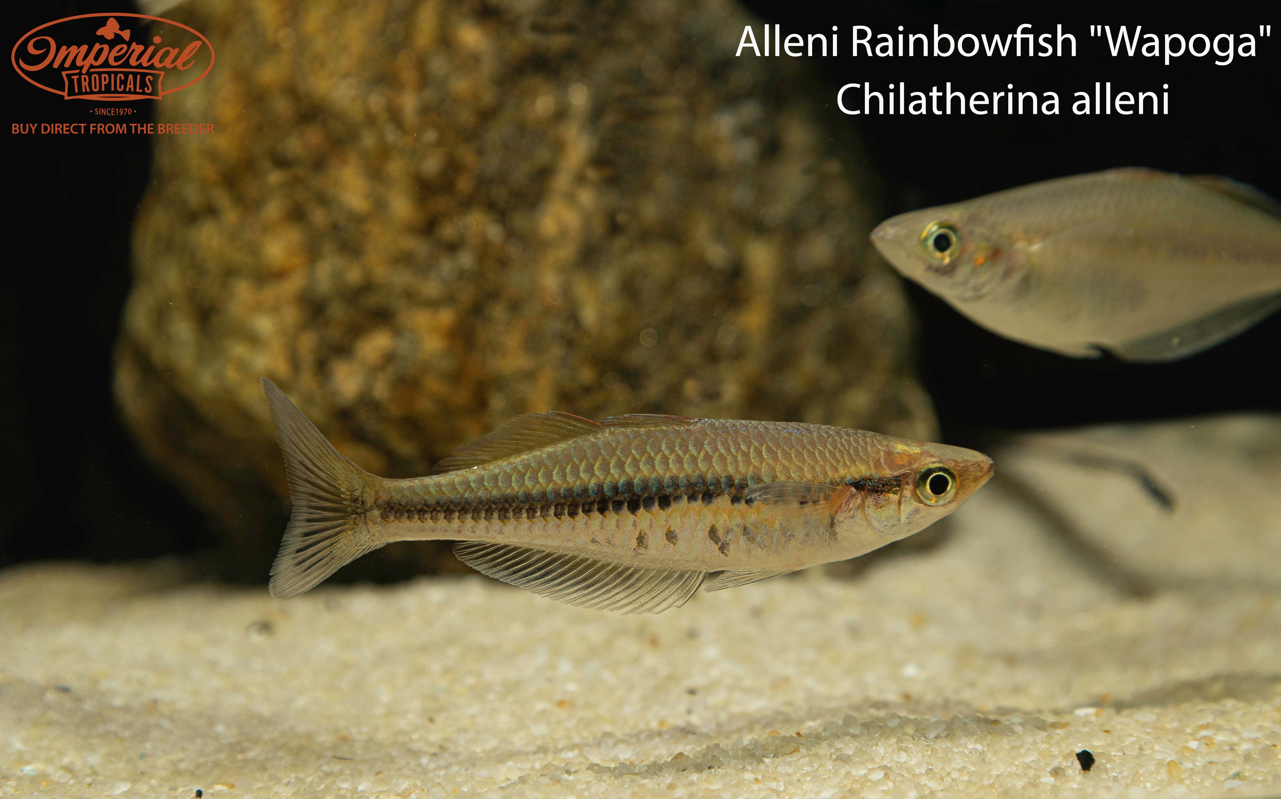 Alleni Rainbowfish "Wapoga" (Chilatherina alleni) - shop Imperial Tropicals