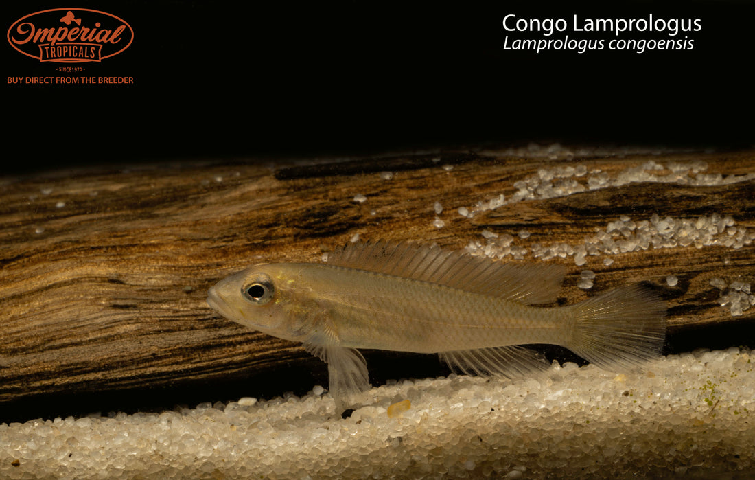 Congo Lamprologus – Imperial Tropicals