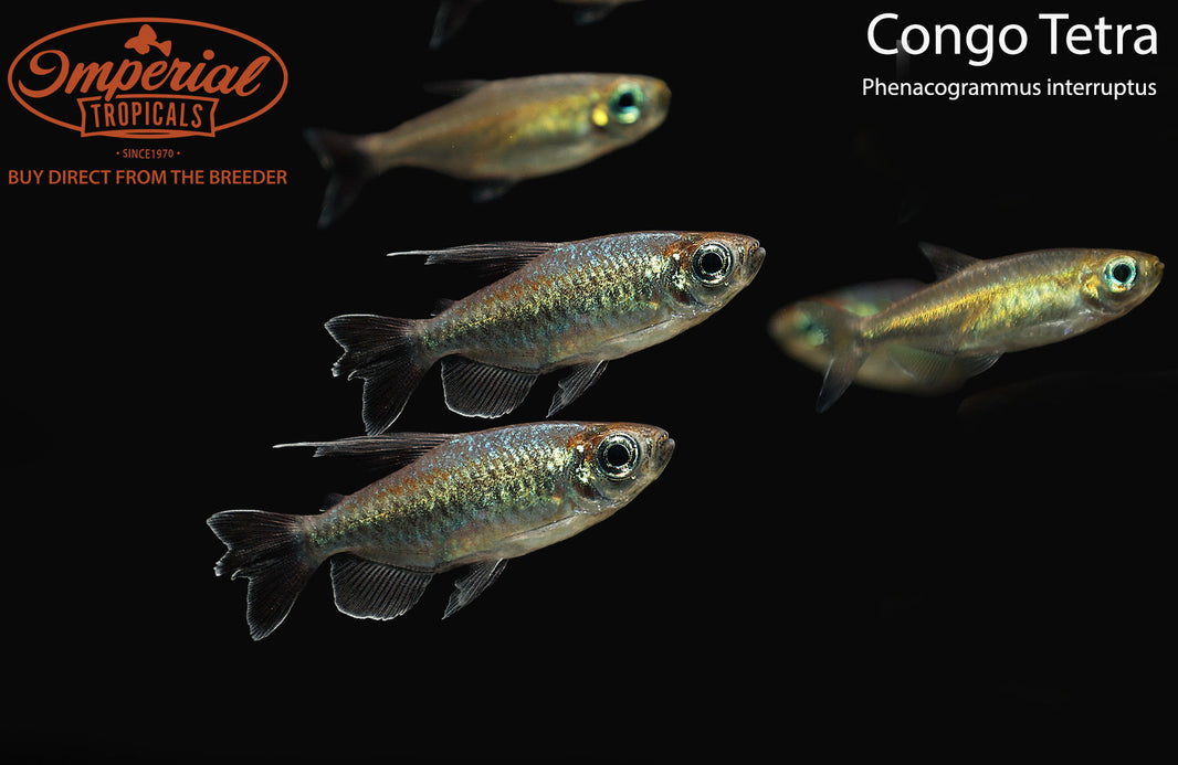 Tetras and Other Characins – Imperial Tropicals