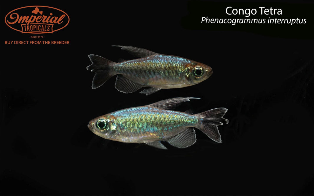 Tetras and Other Characins – Imperial Tropicals