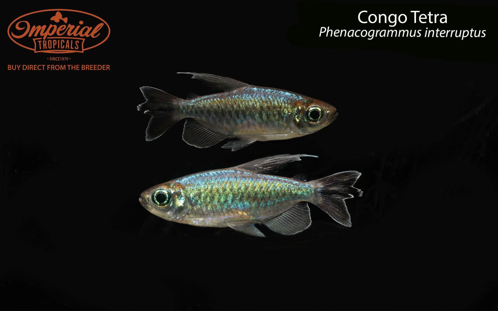 Congo Tetra (Phenacogrammus interruptus) - shop Imperial Tropicals