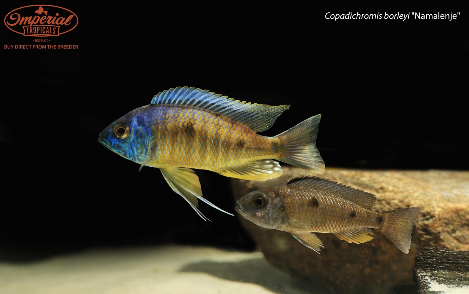 Red Fin Borleyi "Namalenje" (Copadichromis borleyi) - shop Imperial ...