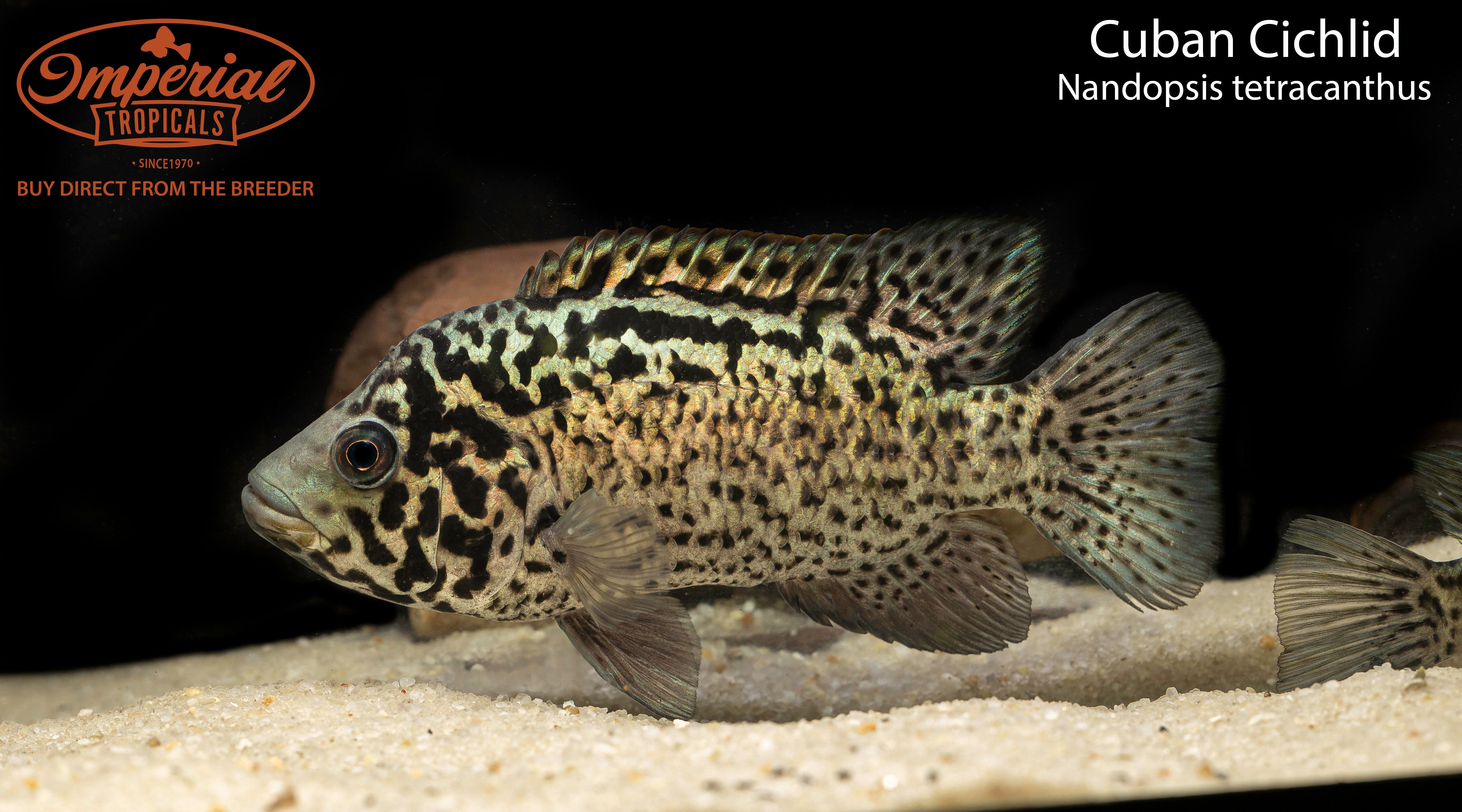 Cuban Cichlid (Nandopsis tetracanthus) - shop Imperial Tropicals