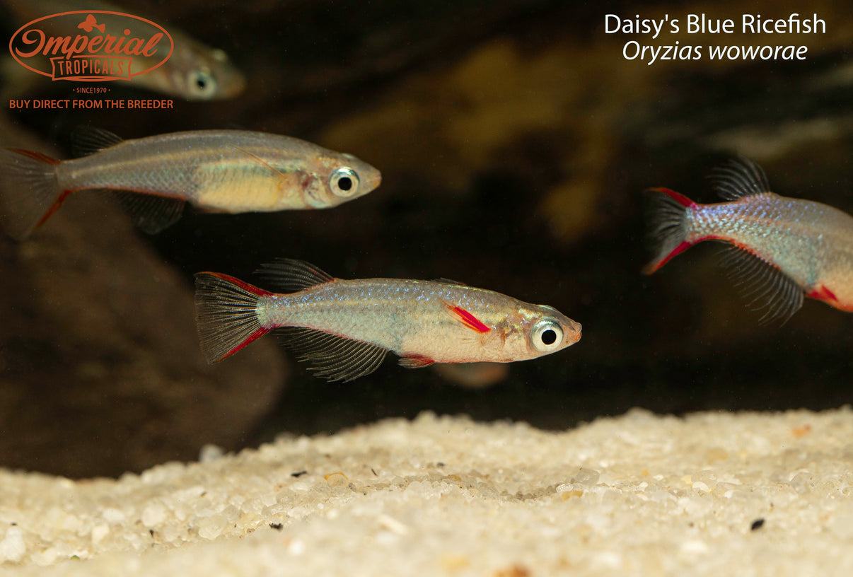Daisy's Blue Ricefish (Oryzias woworae) - shop Imperial Tropicals