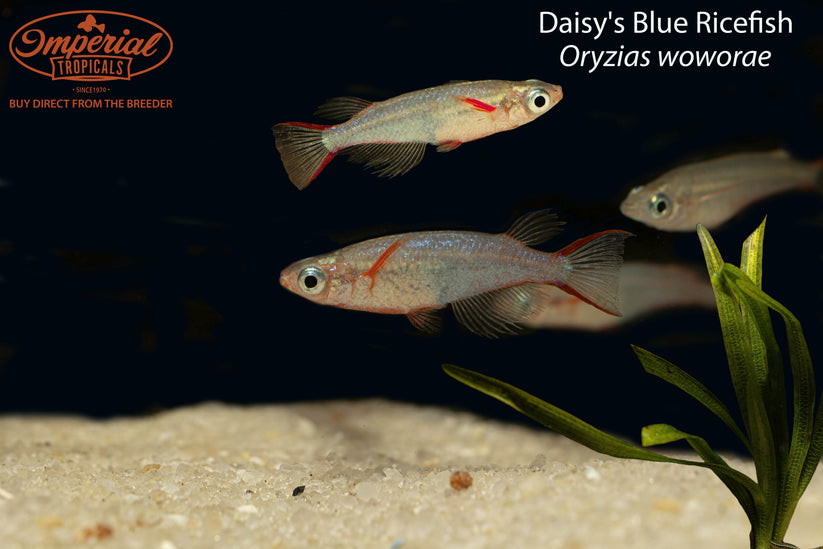 Daisy's Blue Ricefish (Oryzias woworae) - shop Imperial Tropicals