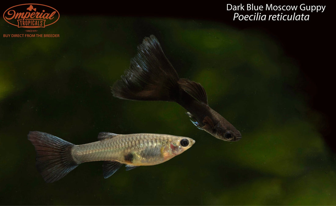 Dark Blue Moscow Guppy – Imperial Tropicals