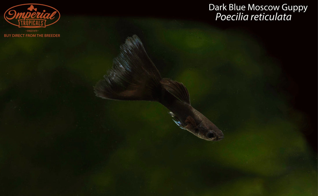 Dark Blue Moscow Guppy – Imperial Tropicals