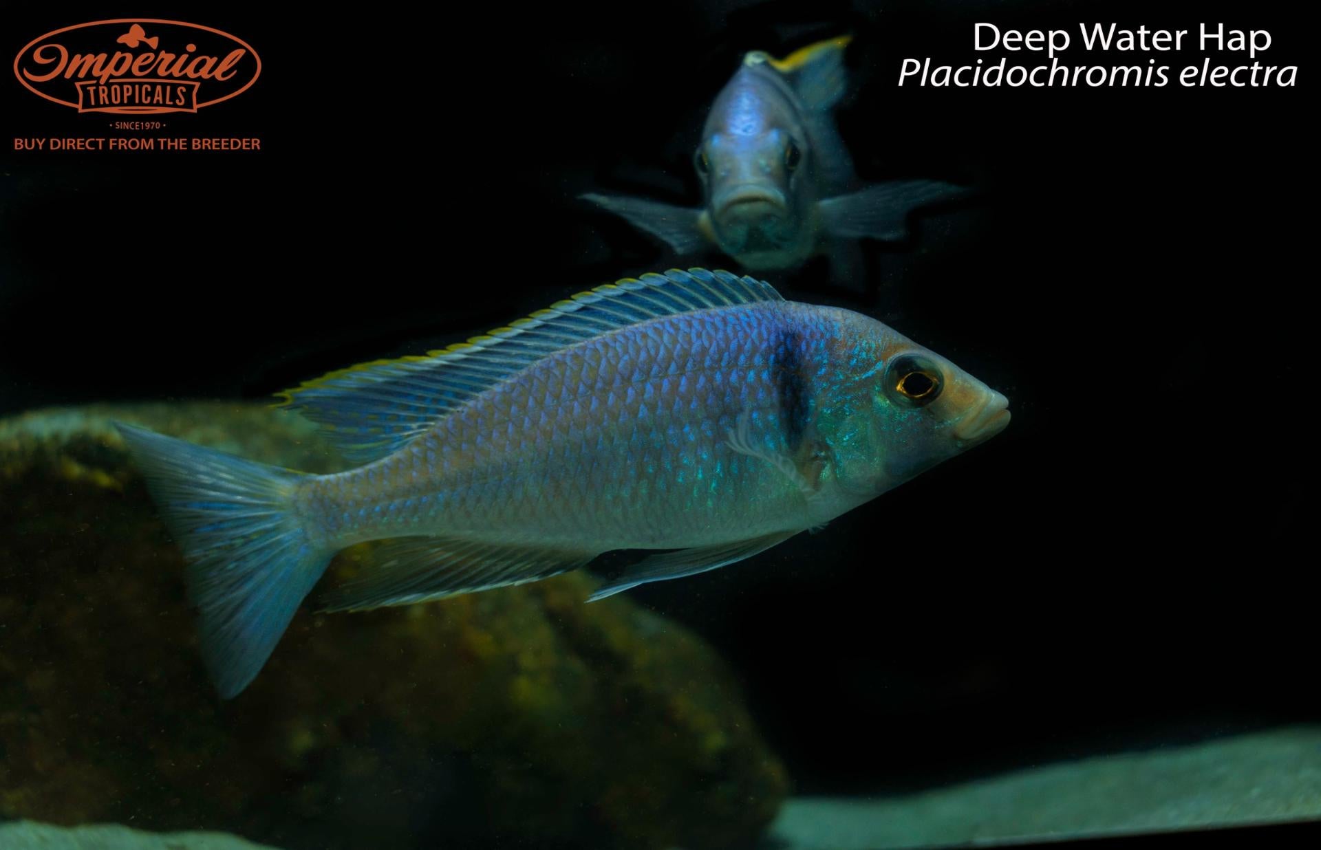 Deep Water Hap (Placidochromis electra) - shop Imperial Tropicals