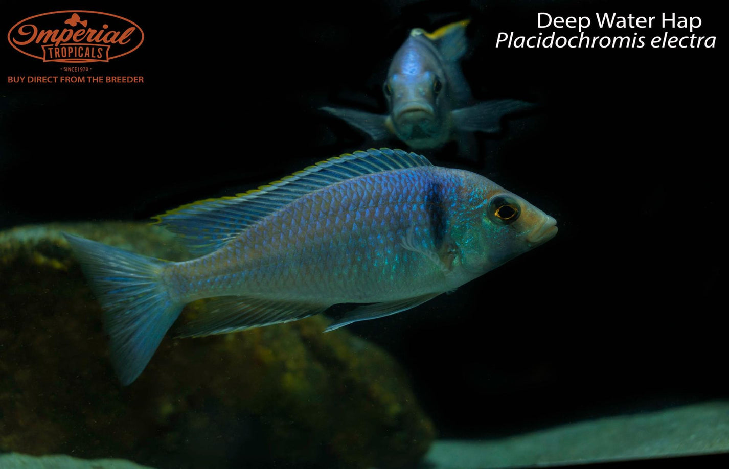 Deep Water Hap (Placidochromis electra) - shop Imperial Tropicals