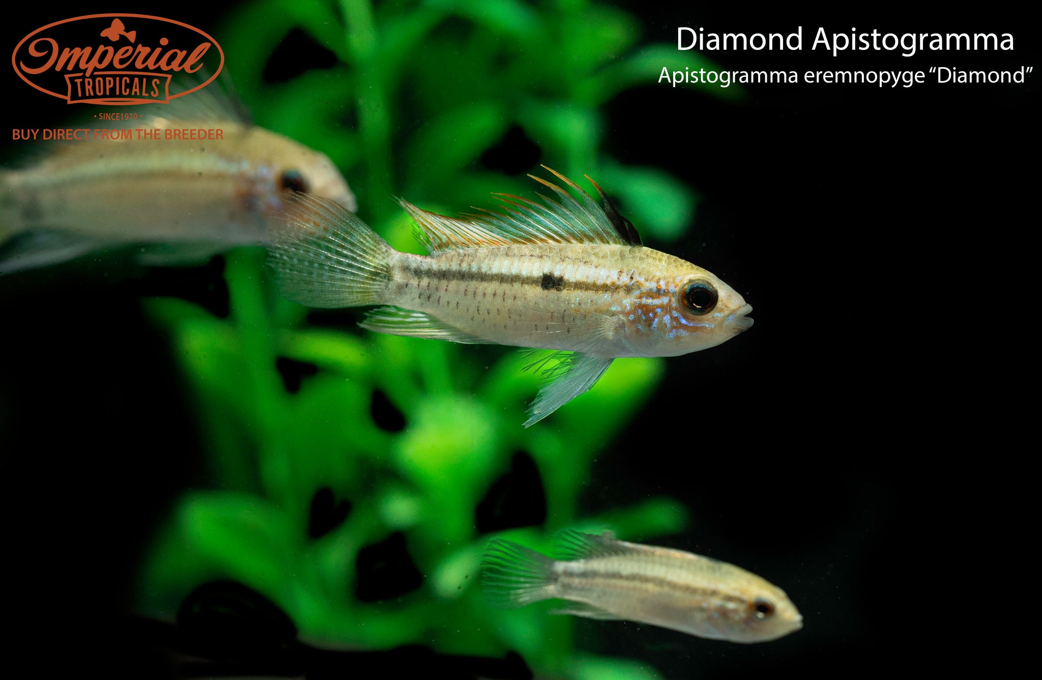 Diamond Apistogramma – Imperial Tropicals