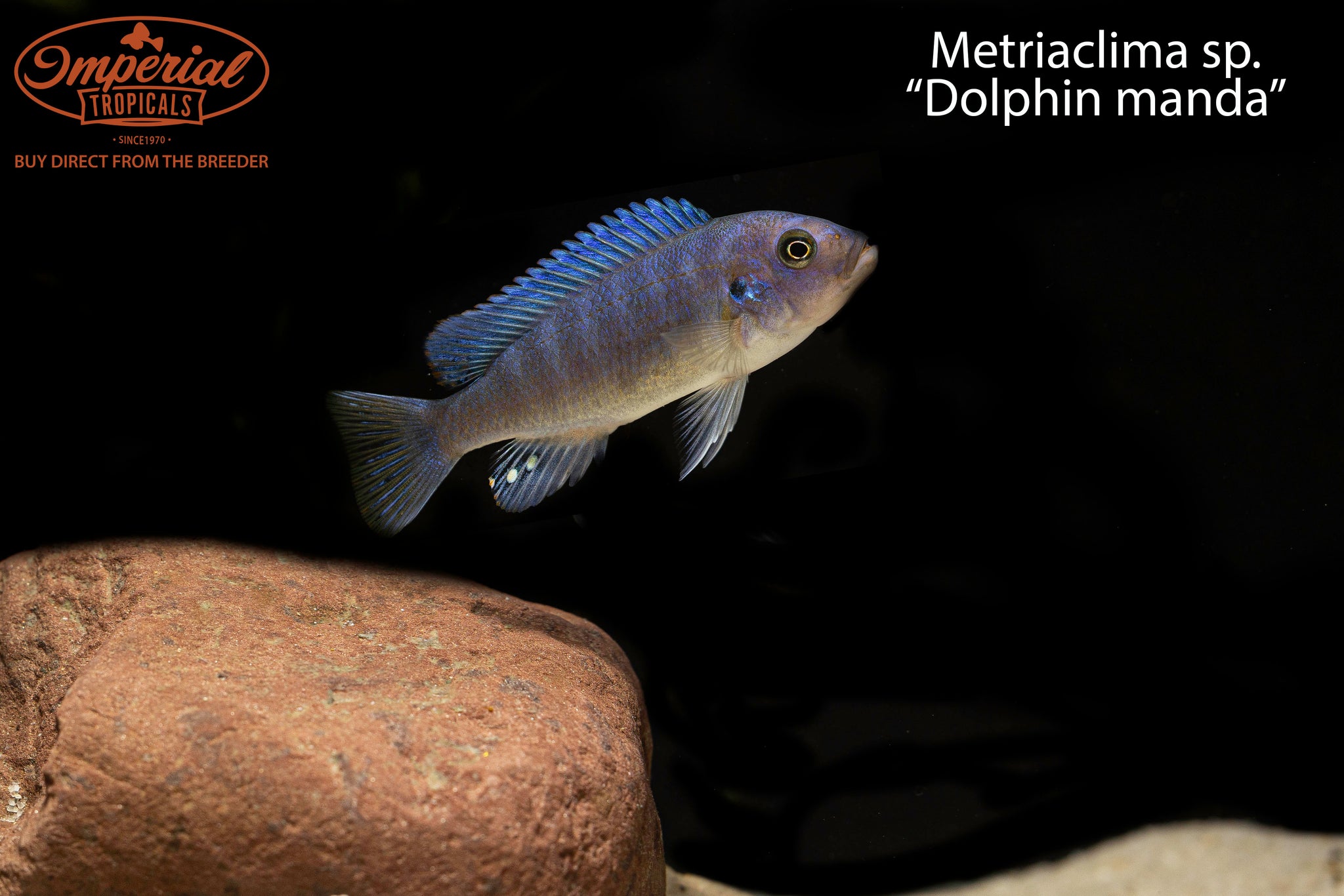 Dolphin Manda – Imperial Tropicals
