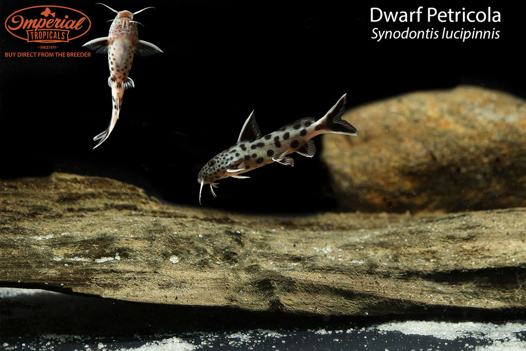 Other Catfish – Imperial Tropicals