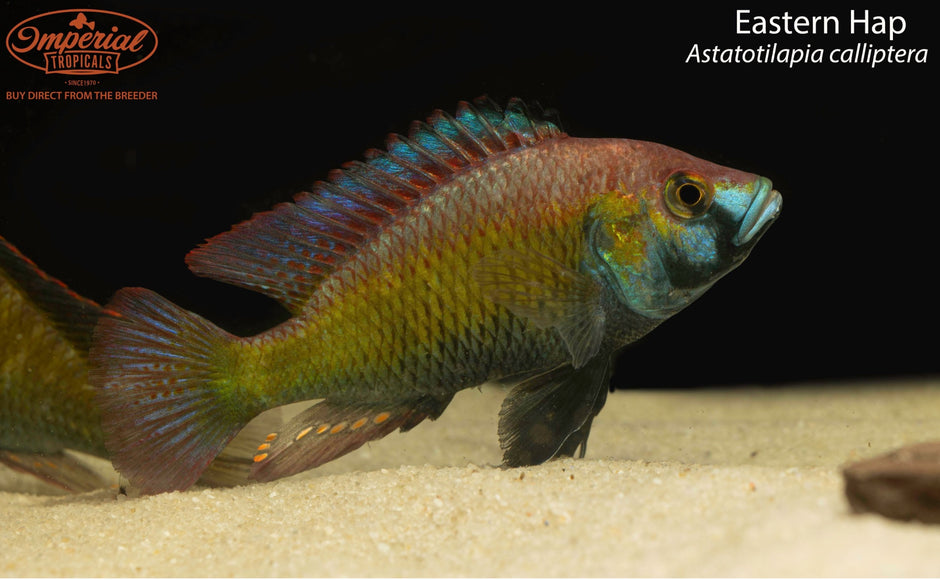 African cichlids – Page 3 – Imperial Tropicals