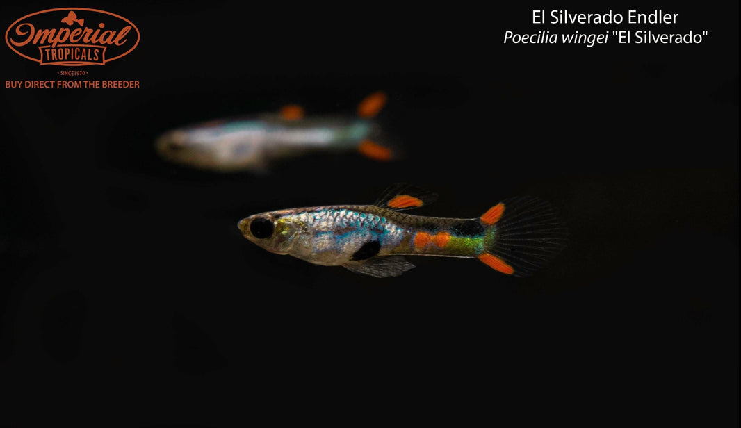 Endlers – Imperial Tropicals