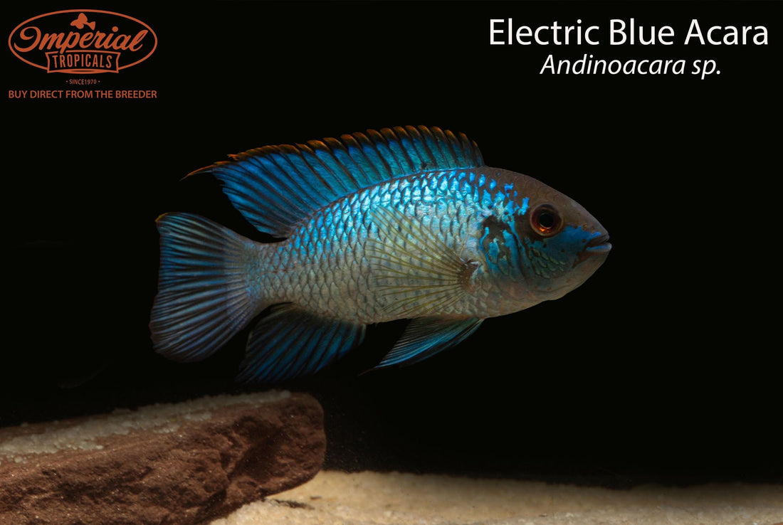 Electric Blue Acara (Andinoacara sp.) - shop Imperial Tropicals