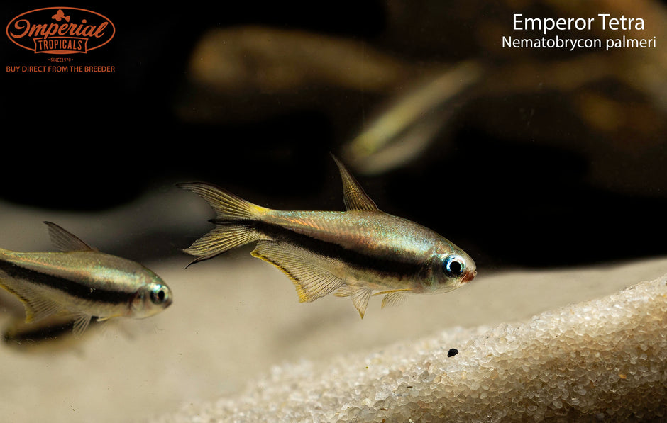 Tetras and Other Characins – Imperial Tropicals