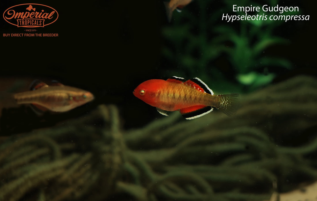 Empire Gudgeon (Hypseleotris compressa) - shop Imperial Tropicals