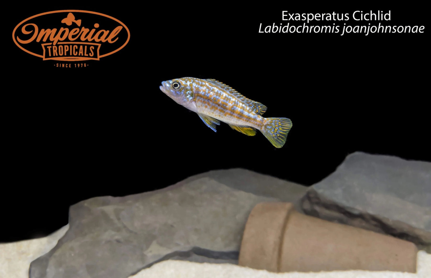 Exasperatus Cichlid (Labidochromis joanjohnsonae) - shop Imperial Tropicals