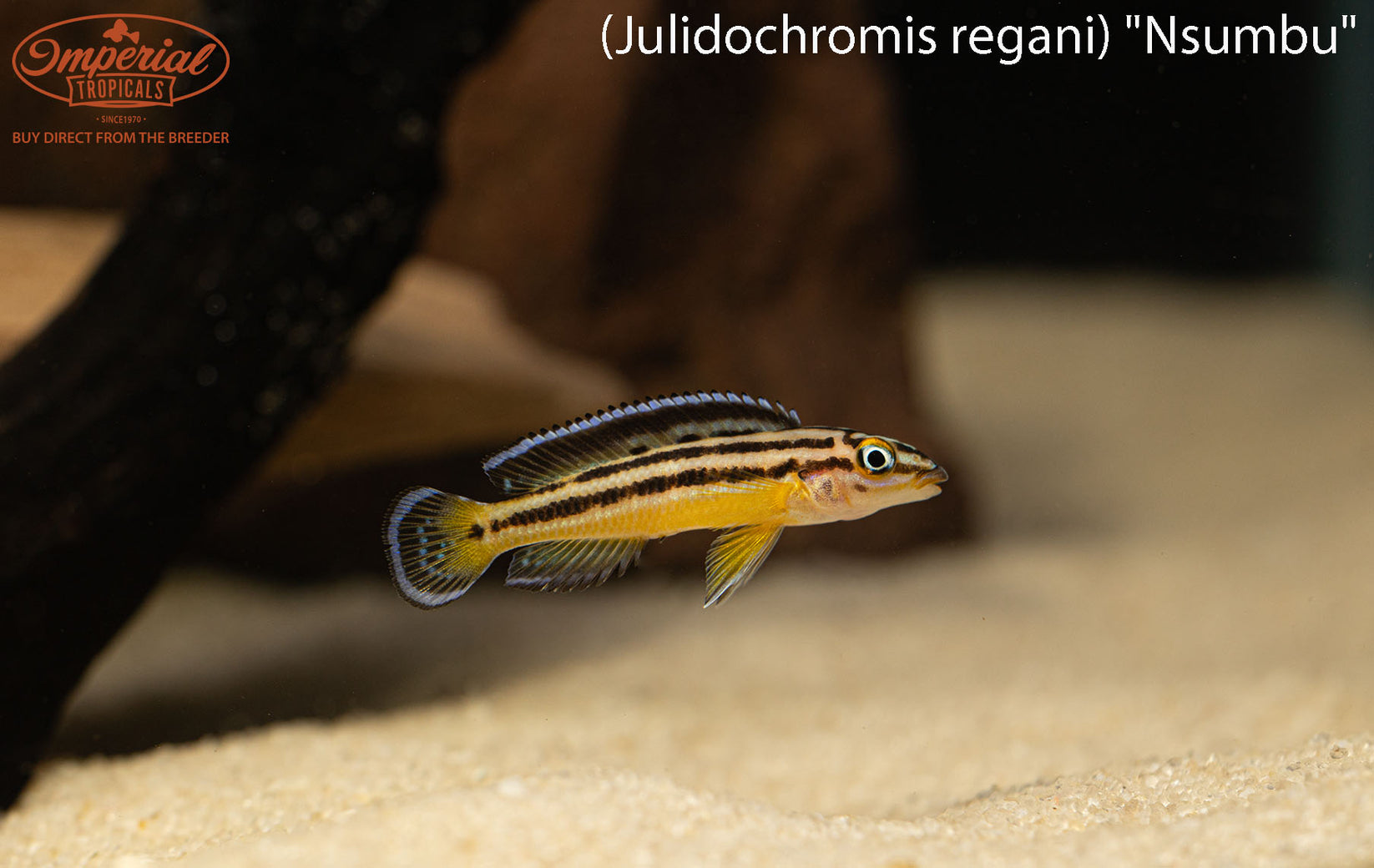 Julidochromis regani "Nsumbu" – Imperial Tropicals