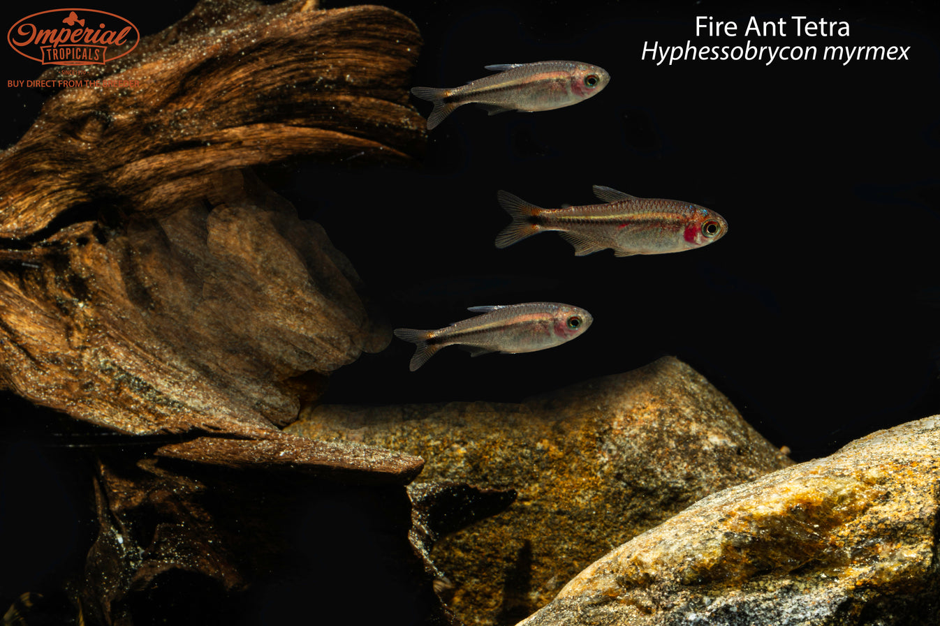 Fire Ant Tetra – Imperial Tropicals