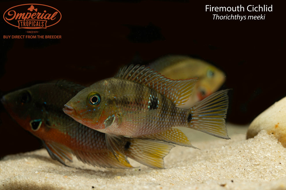 Firemouth Cichlid (Thorichthys meeki) - shop Imperial Tropicals