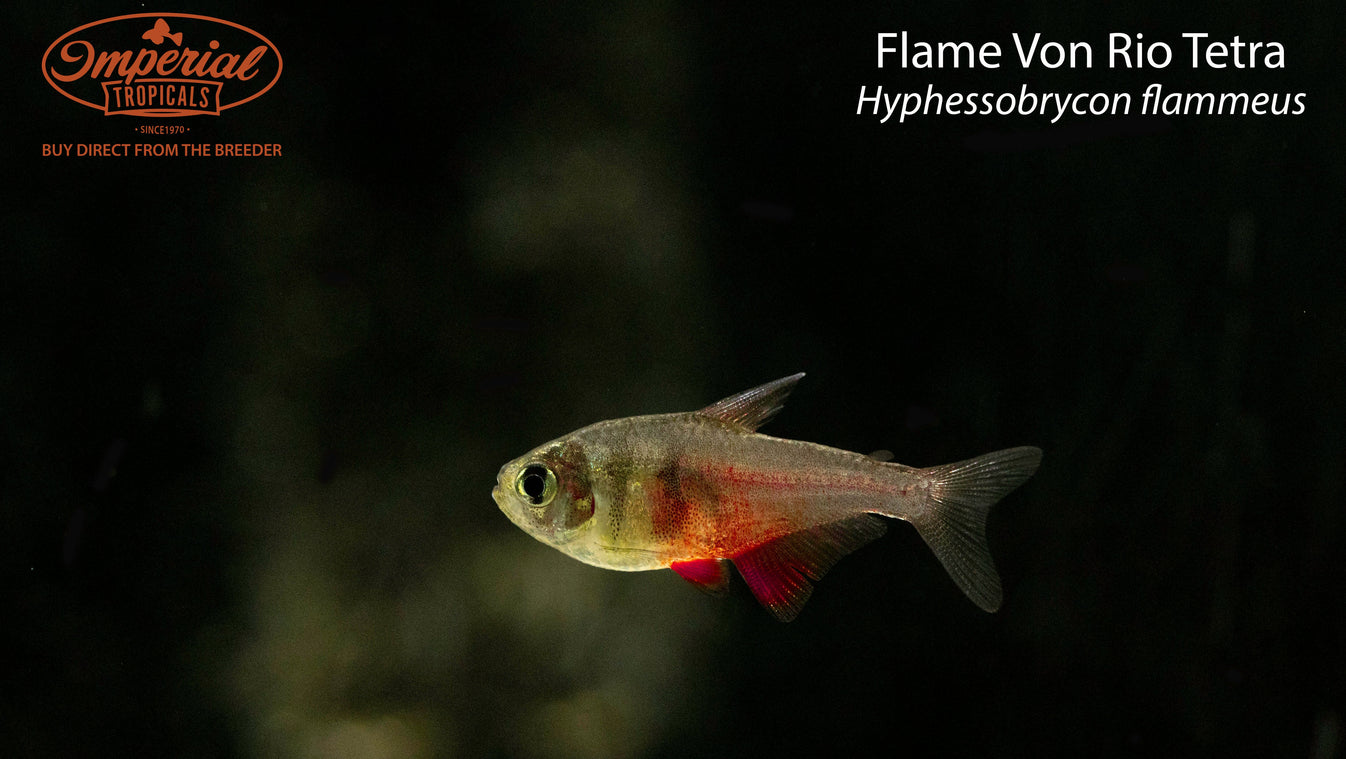 Flame Von Rio Tetra – Imperial Tropicals