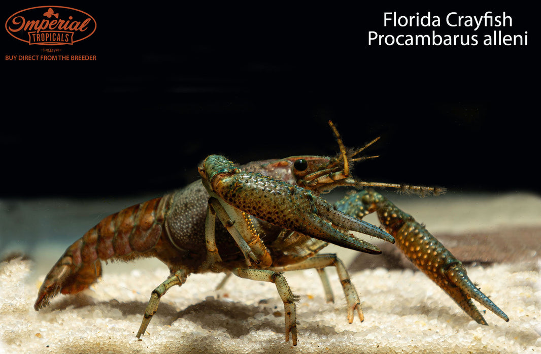 Invertebrates – Imperial Tropicals