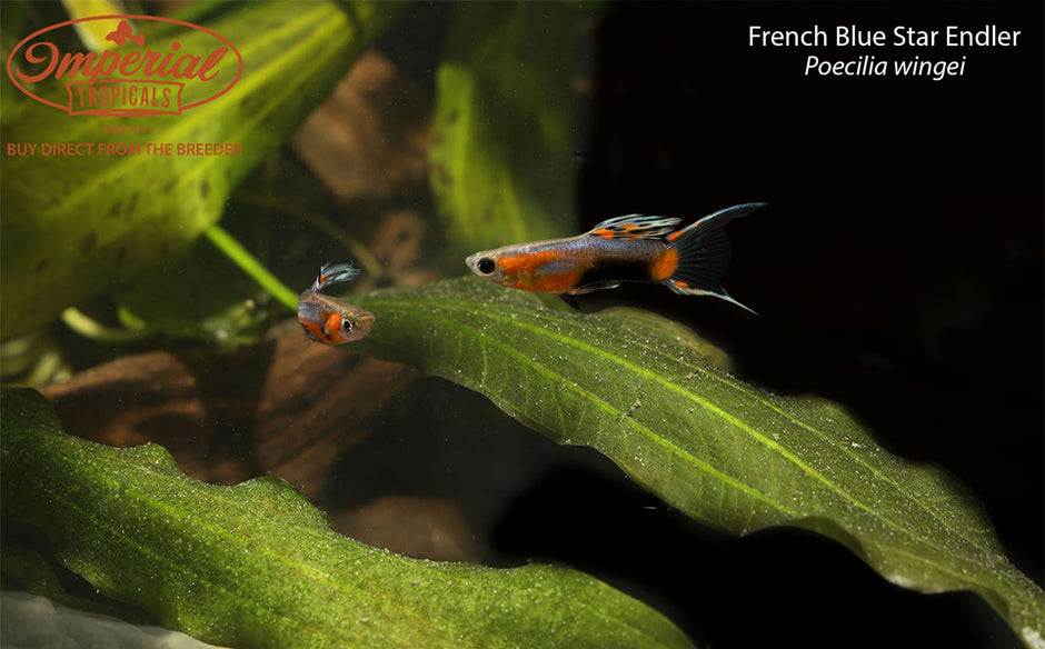 Endlers – Imperial Tropicals