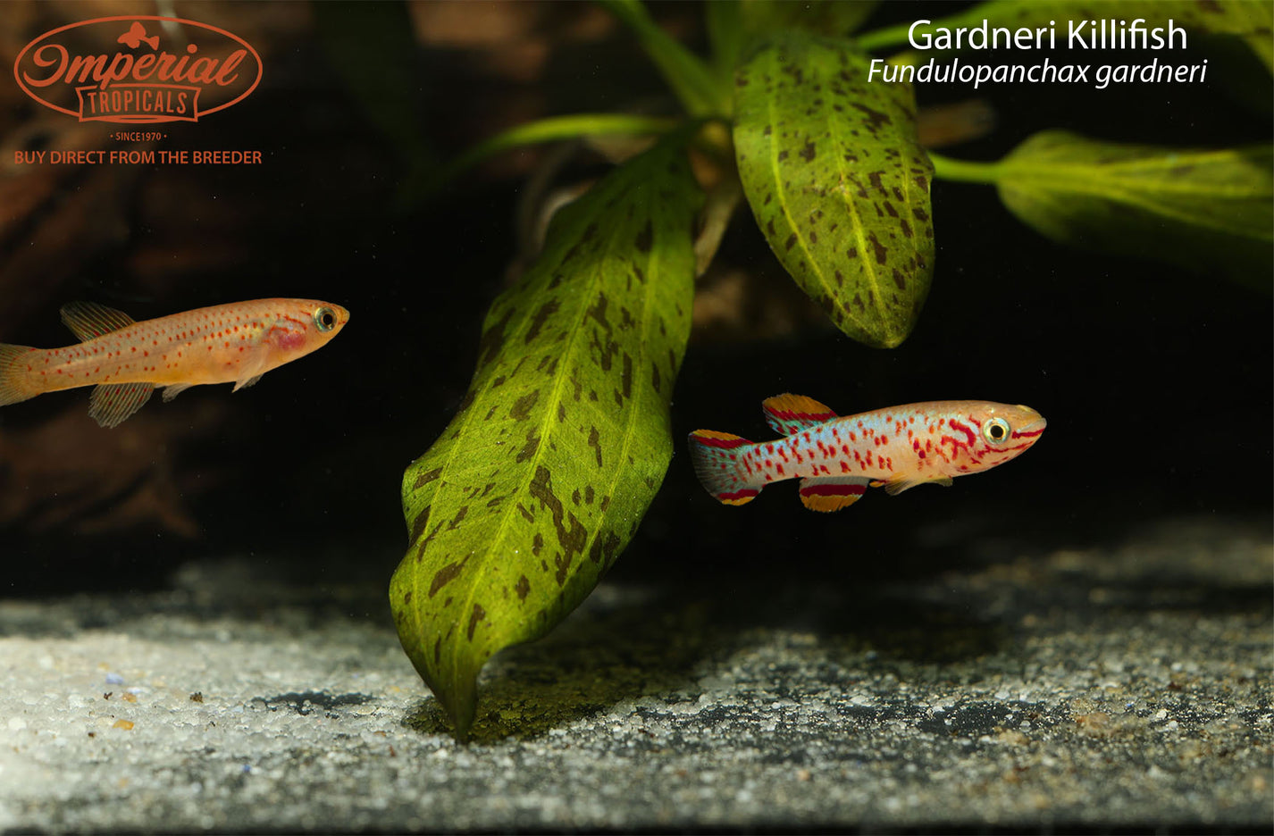 Gardneri Killi (Fundulopanchax gardneri) - shop Imperial Tropicals