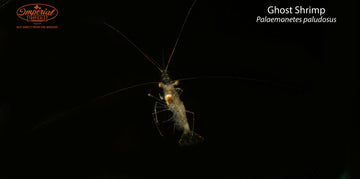 Invertebrates – Imperial Tropicals