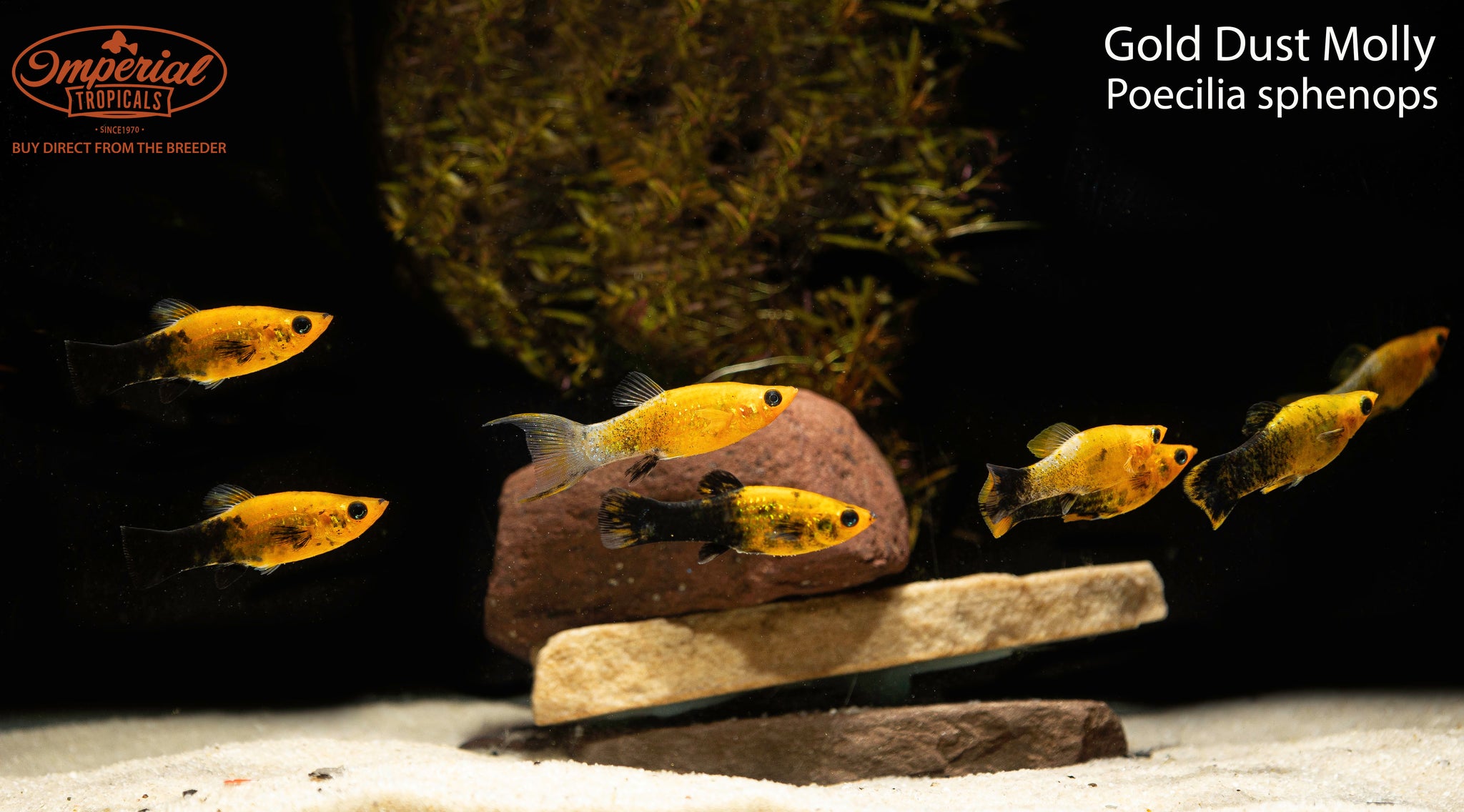Gold Dust Molly (Poecilia sphenops) - shop Imperial Tropicals