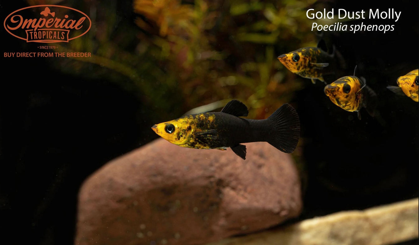 Gold Dust Molly (Poecilia sphenops) - shop Imperial Tropicals