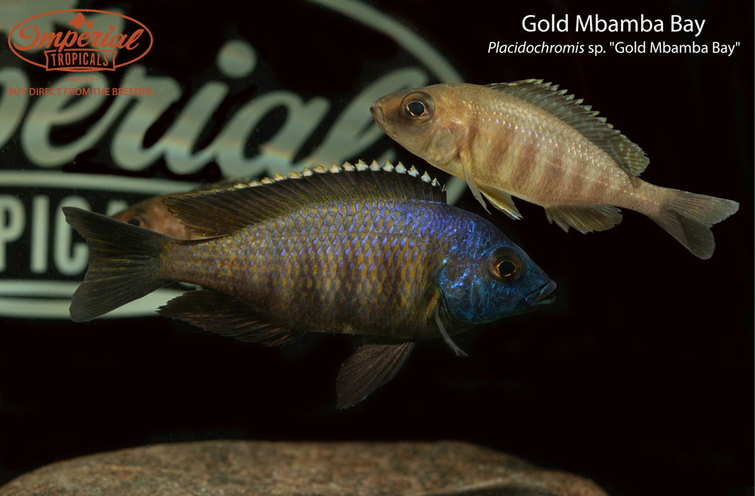 African cichlids – Page 3 – Imperial Tropicals