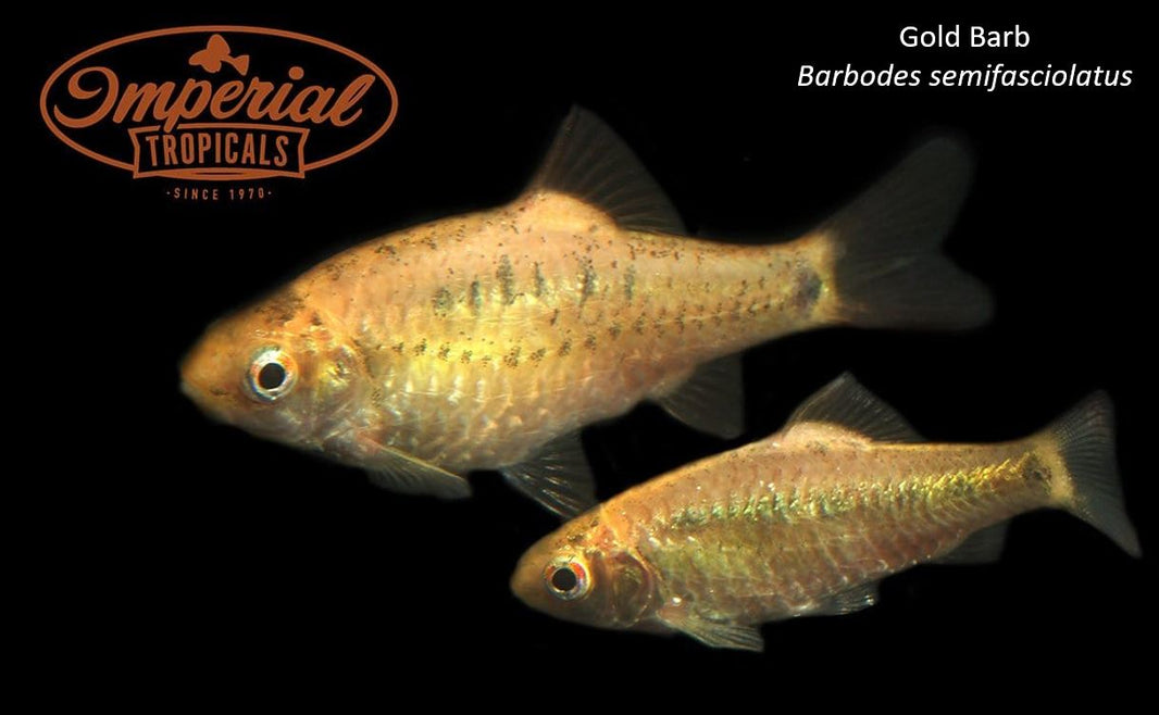 Barbs and Other Cyprinids – Imperial Tropicals