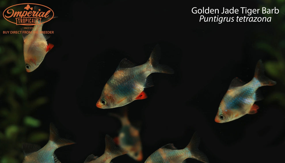 Golden Jade Tiger Barb (Puntigrus tetrazona) – Imperial Tropicals