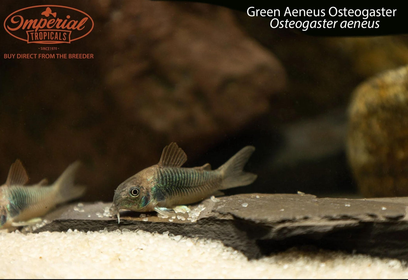 Bronze Cory (Corydoras aeneus) - shop Imperial Tropicals