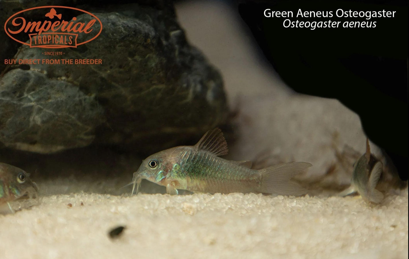 Bronze Cory (Corydoras aeneus) - shop Imperial Tropicals