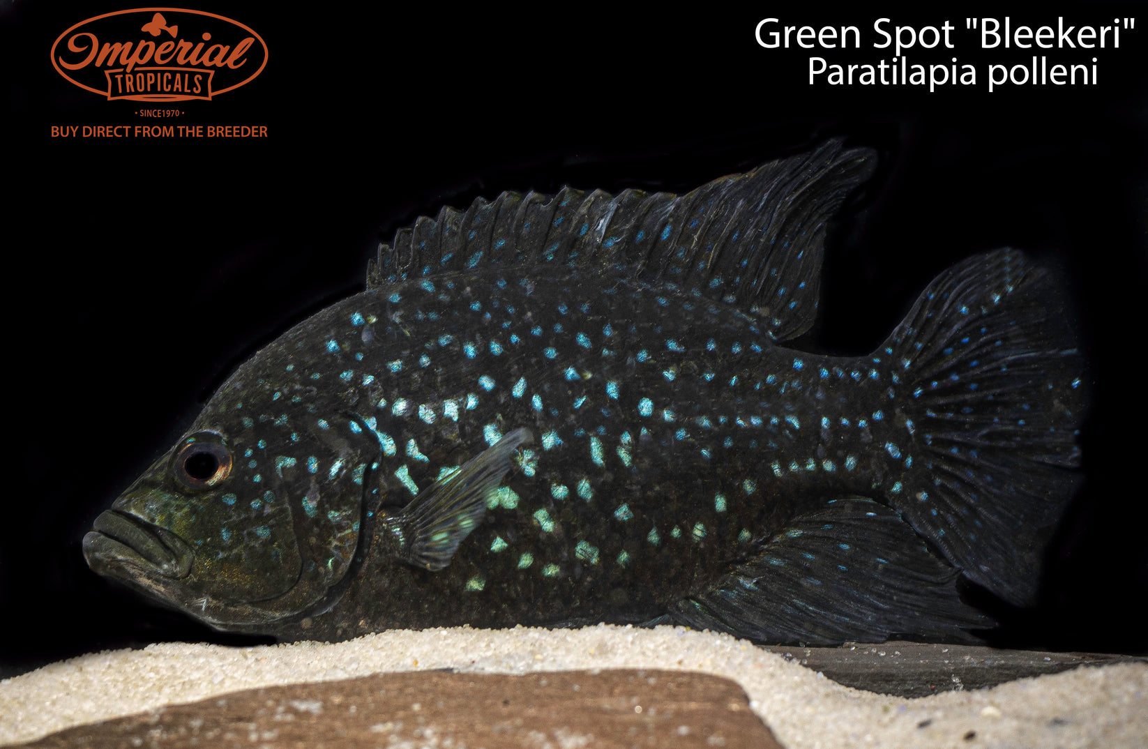 Starry Night Cichlid "Bleekeri" (Paratilapia polleni) - shop Imperial ...