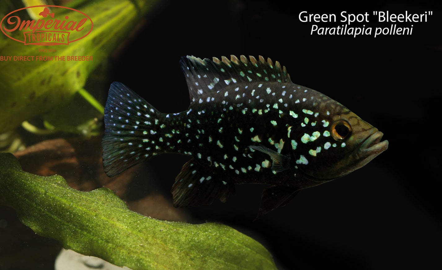 Starry Night Cichlid "Bleekeri" (Paratilapia polleni) - shop Imperial ...